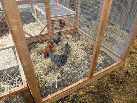 The Garden Run Enclosed Chicken Run Plans, Complete Series | The Garden ...