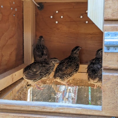 The Quail Hutch Backyard Quail Coop Plans | The Garden Coop