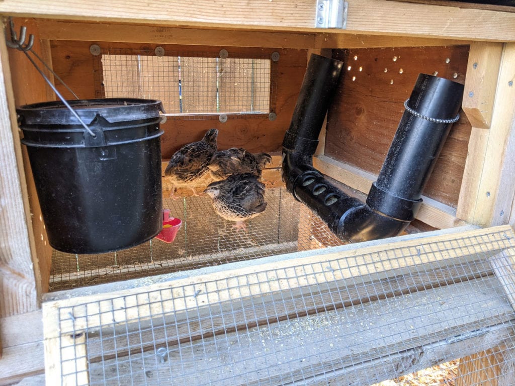 The Quail Hutch Backyard Quail Coop Plans | The Garden Coop