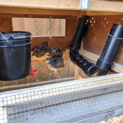 The Quail Hutch Backyard Quail Coop Plans | The Garden Coop