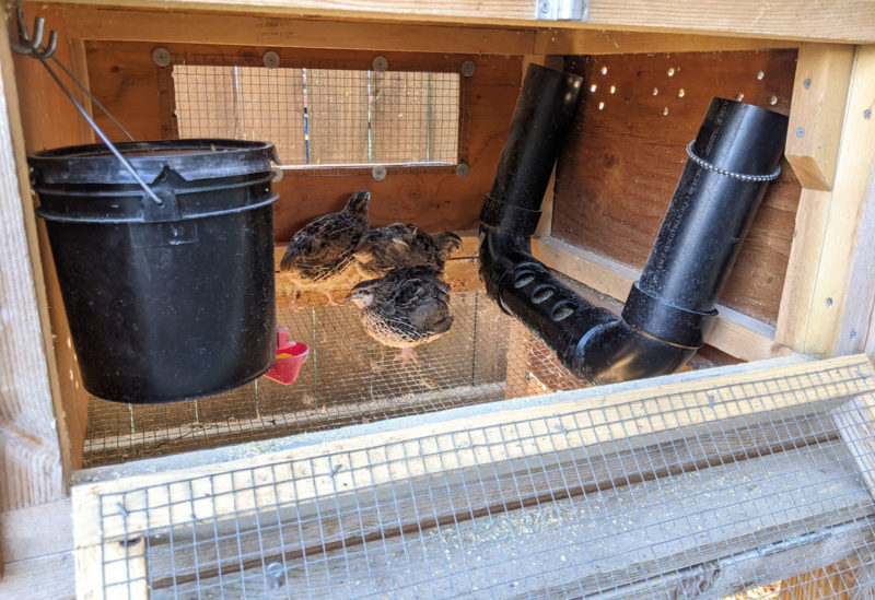 The Quail Hutch Backyard Quail Coop Plans | The Garden Coop