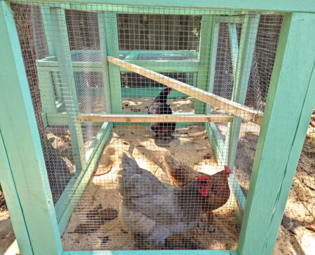 Nine Secure Chicken Runs Built Using The Garden Run Plans